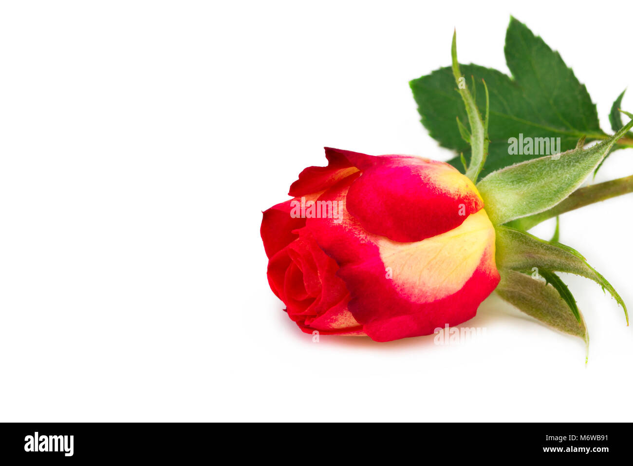 Beautiful red rose isolated on white background Stock Photo - Alamy