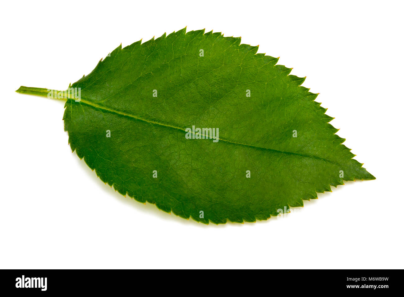 Green rose leaf isolated on white background Stock Photo - Alamy