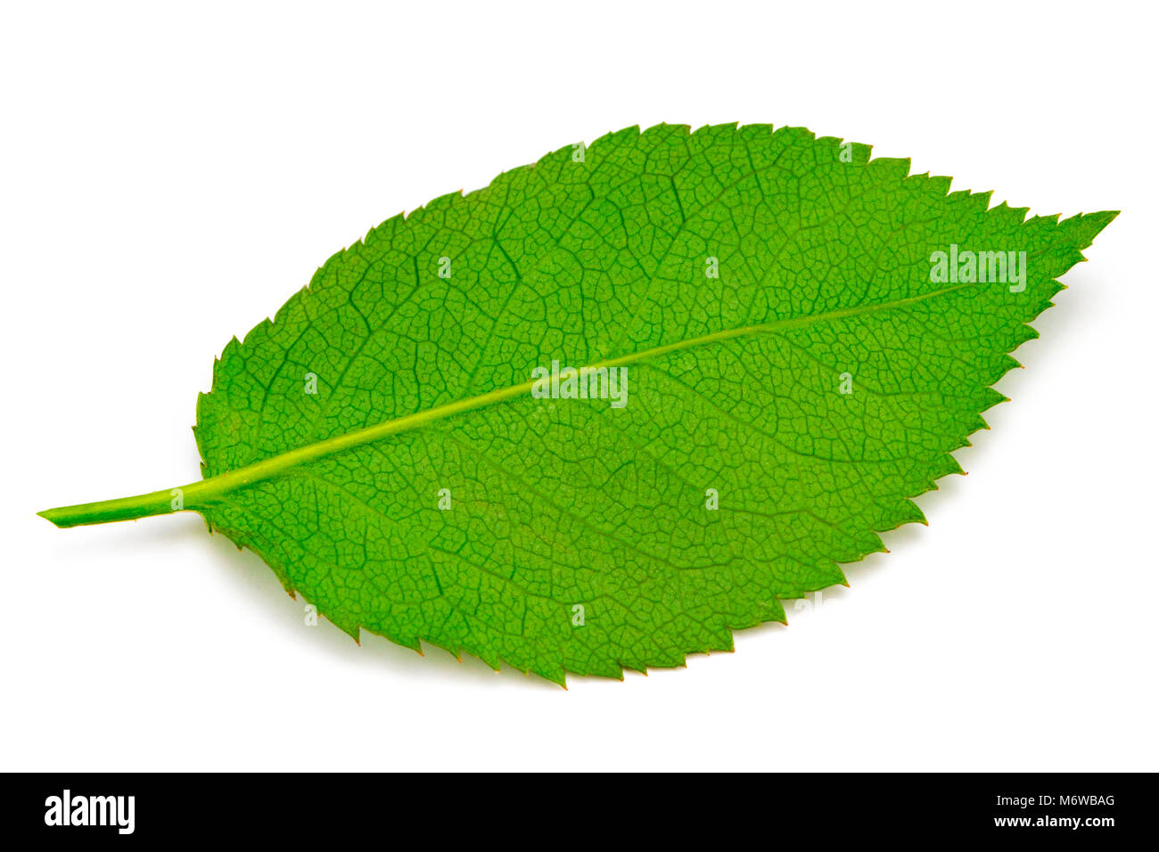 Green rose leaf isolated on white background Stock Photo - Alamy
