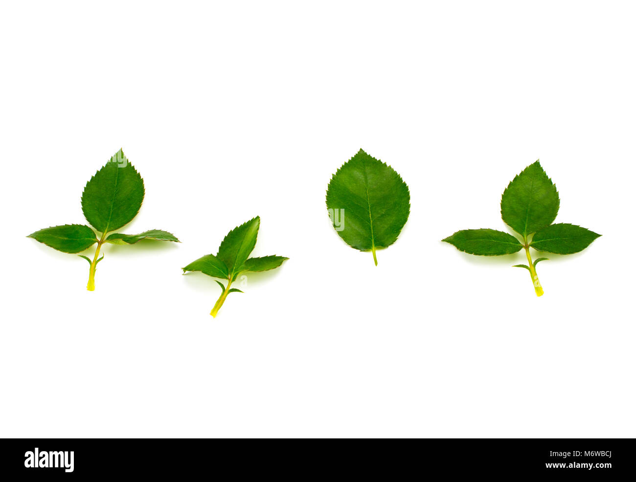 Green rose leaf isolated on white background Stock Photo - Alamy