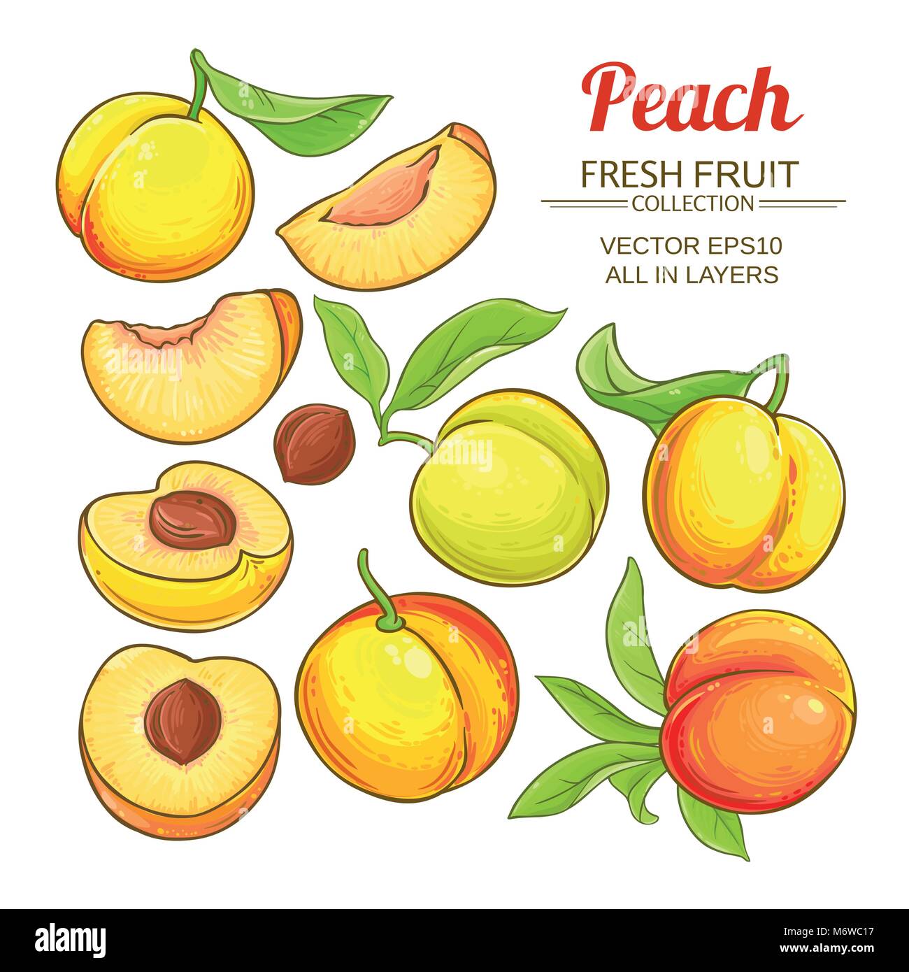 peach fruits vector set on white background Stock Vector Image & Art - Alamy