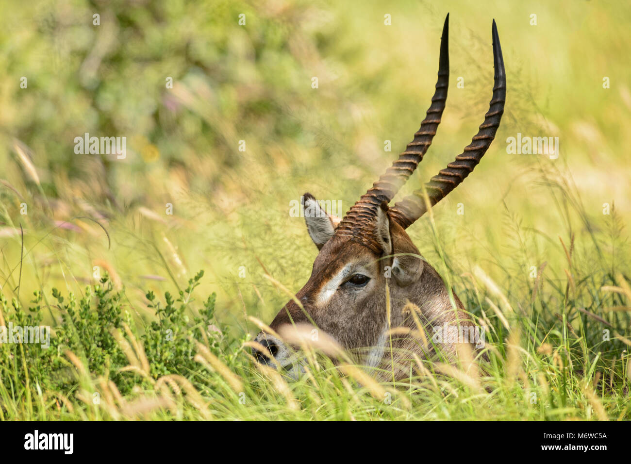Waterbuck - Kobus ellipsiprymnus, large antelope from African savanna ...