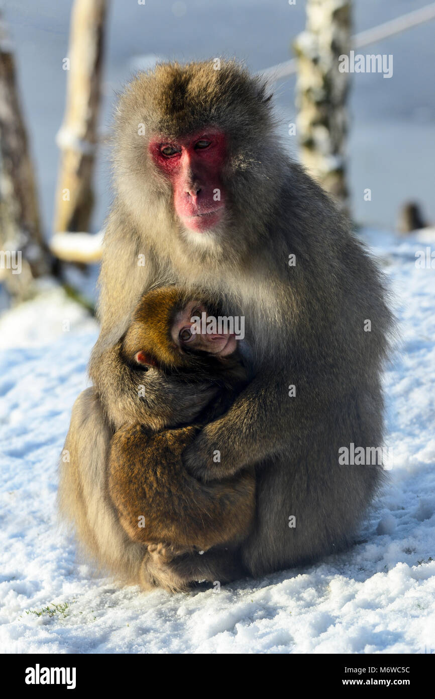 Hug hugging monkeys hi-res stock photography and images - Alamy