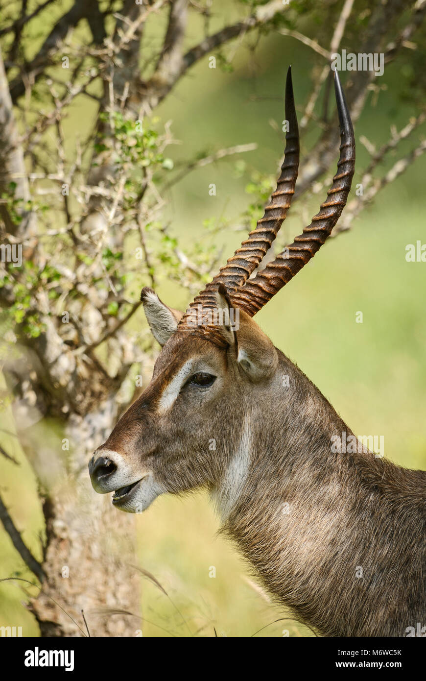 Waterbuck - Kobus ellipsiprymnus, large antelope from African savanna ...