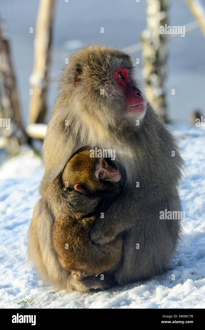 Female with young Japanese Macaque or Snow Monkey (Macaca fuscata) at ...