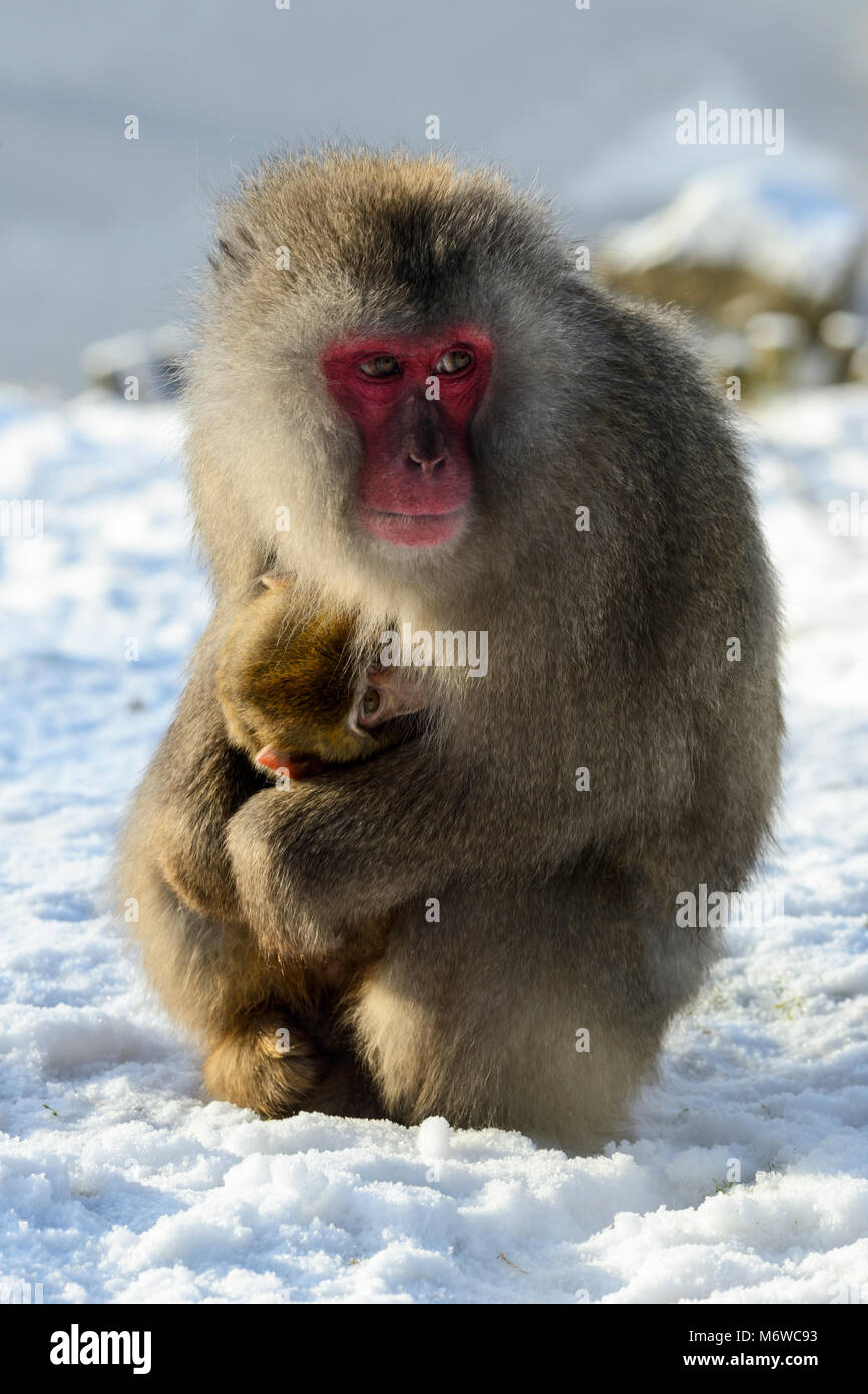 Japanese macaques snow monkey hi-res stock photography and images - Alamy