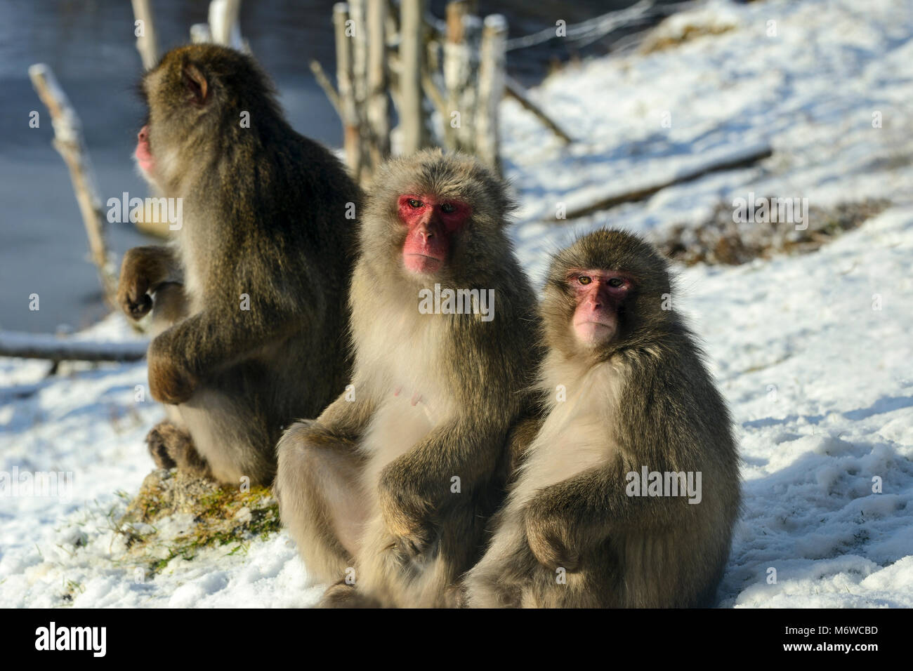 Japanese macaques snow monkey hi-res stock photography and images - Alamy