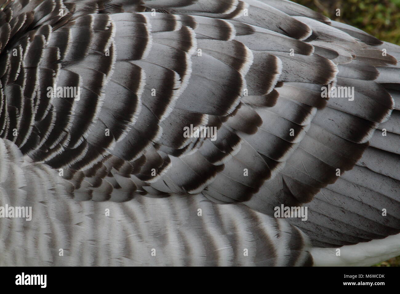 Goose feathers hi-res stock photography and images - Alamy