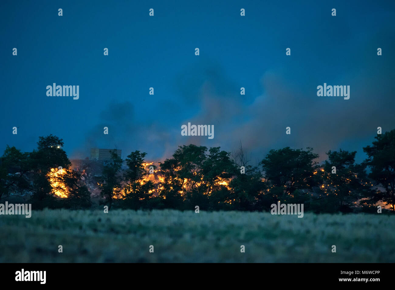 Forest fire at night Stock Photo - Alamy