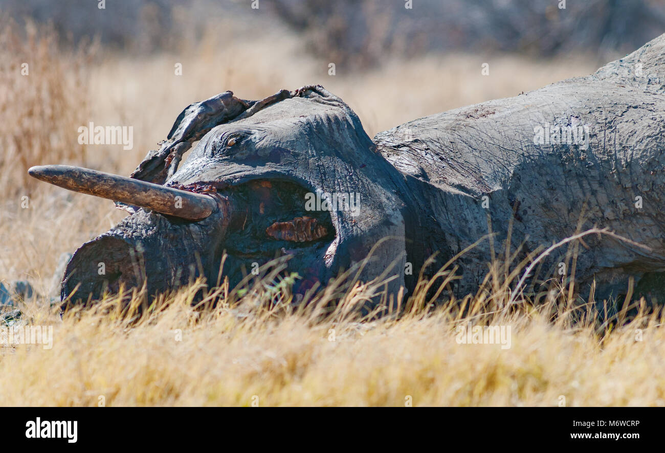 elephant carcass in the savannah of namibia Stock Photo - Alamy