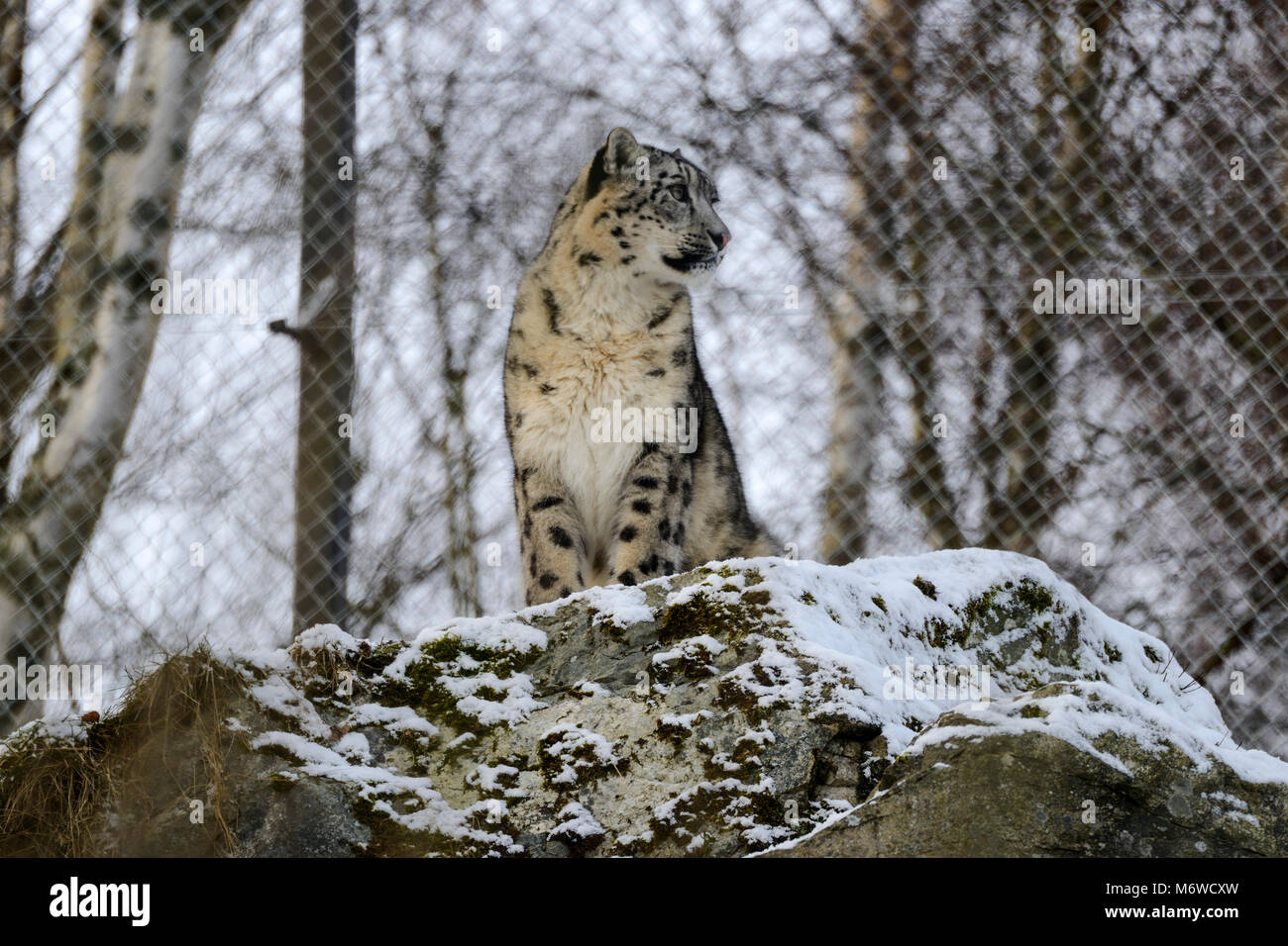 Captive snow leopard (Panthera uncia) at Highland Wildlife Park ...