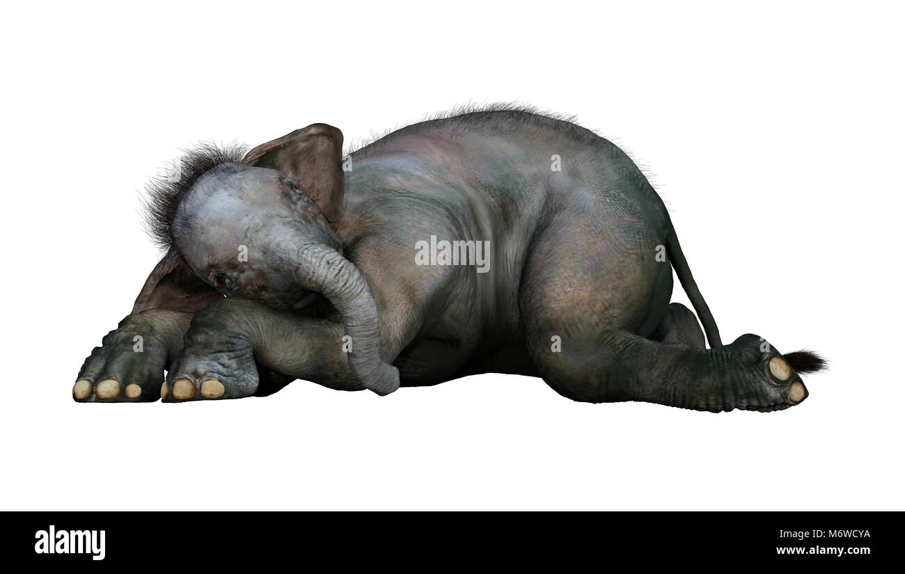3D rendering of an Indian elephant baby isolated on white background ...