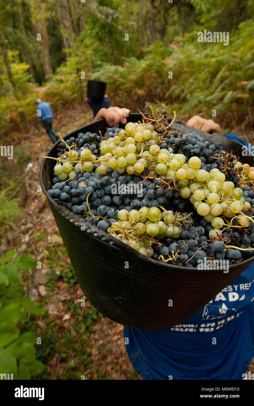 Transporting grapes hi-res stock photography and images - Alamy