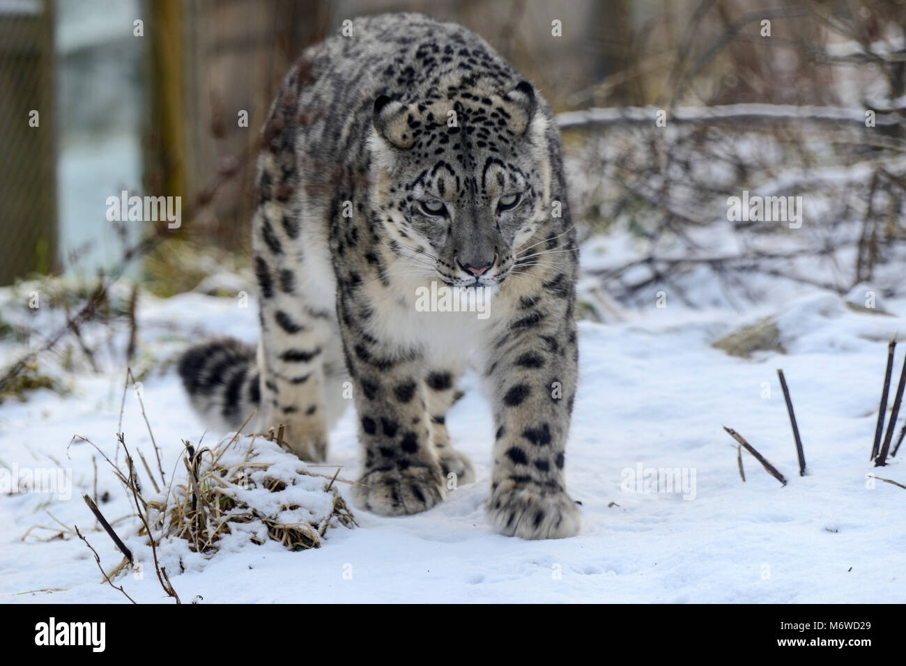 Captive snow leopard (Panthera uncia) at Highland Wildlife Park ...