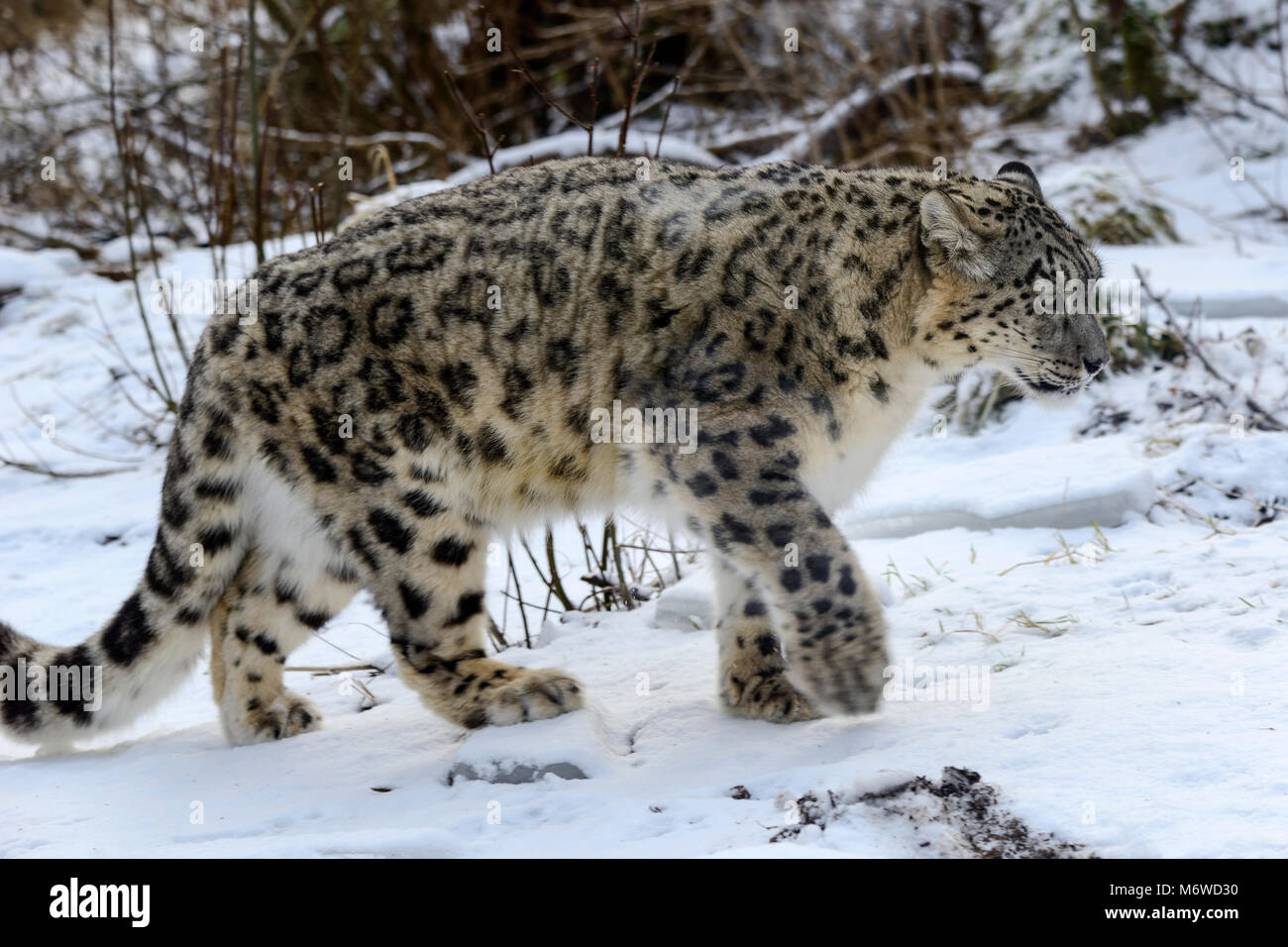 Captive snow leopard (Panthera uncia) at Highland Wildlife Park ...