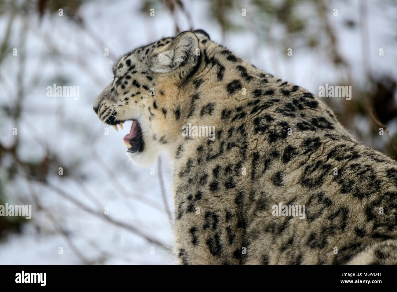 Captive snow leopard (Panthera uncia) growling at Highland Wildlife ...