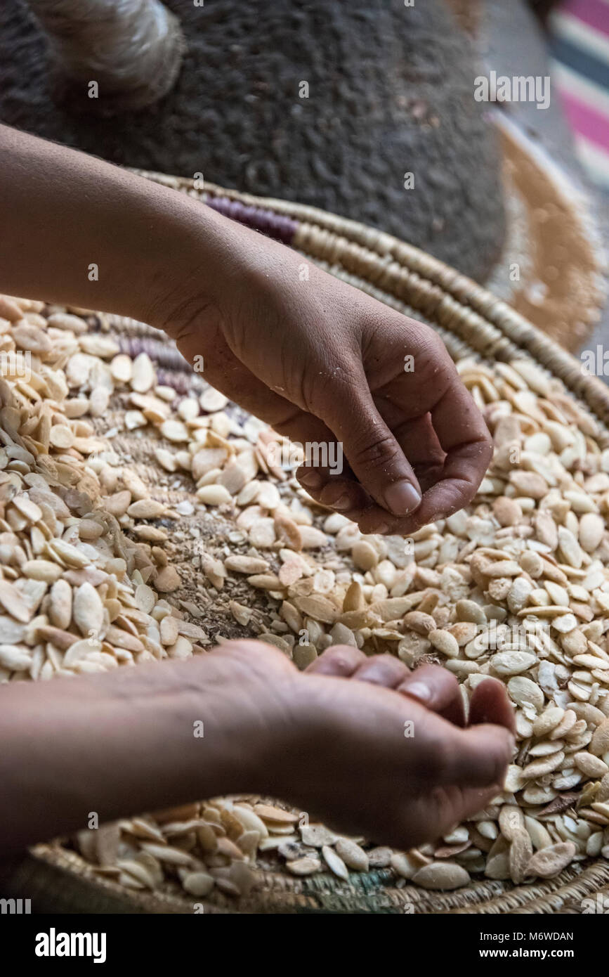 Essaouria, Morocco - September 2017: Lady hand sorting through Argan ...