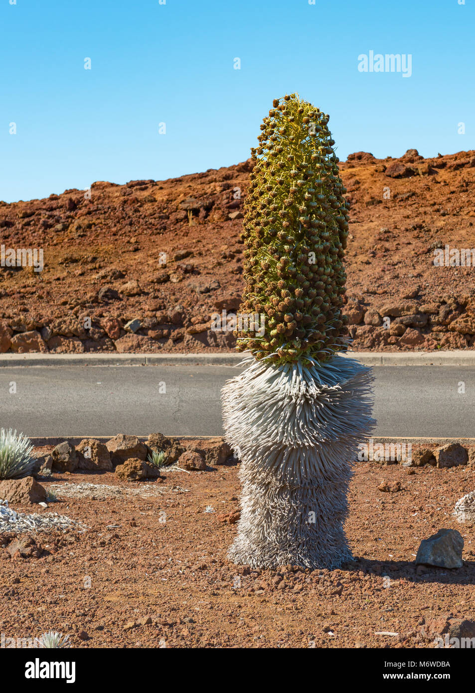 Silver sword hi-res stock photography and images - Alamy