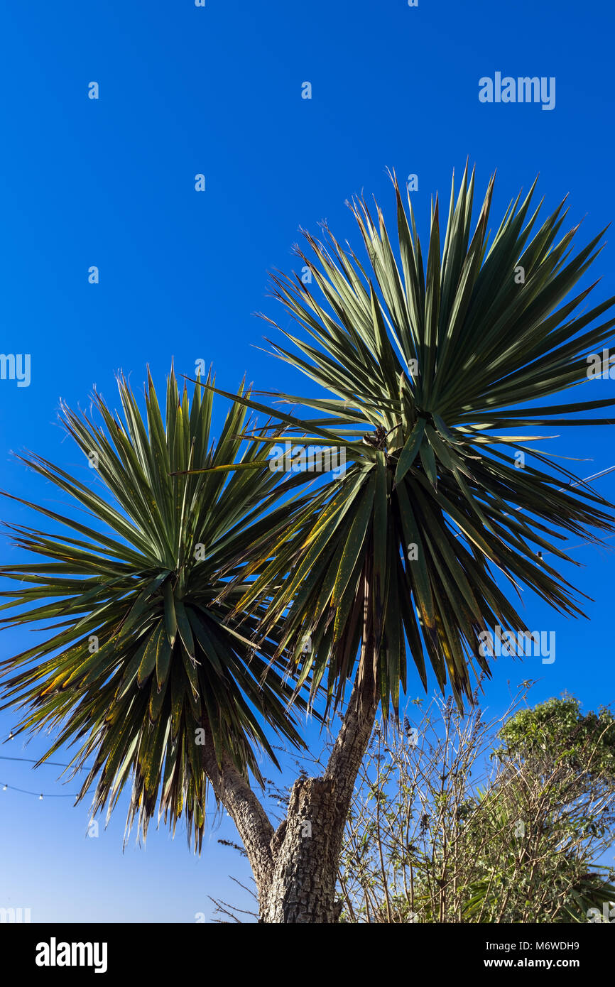 Close up of the Palm Tree Stock Photo - Alamy
