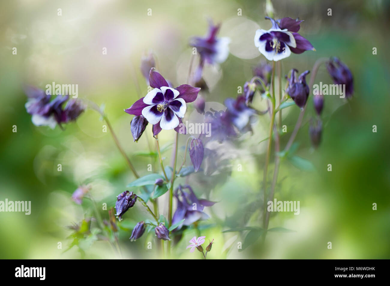 Spurred petals hi-res stock photography and images - Alamy