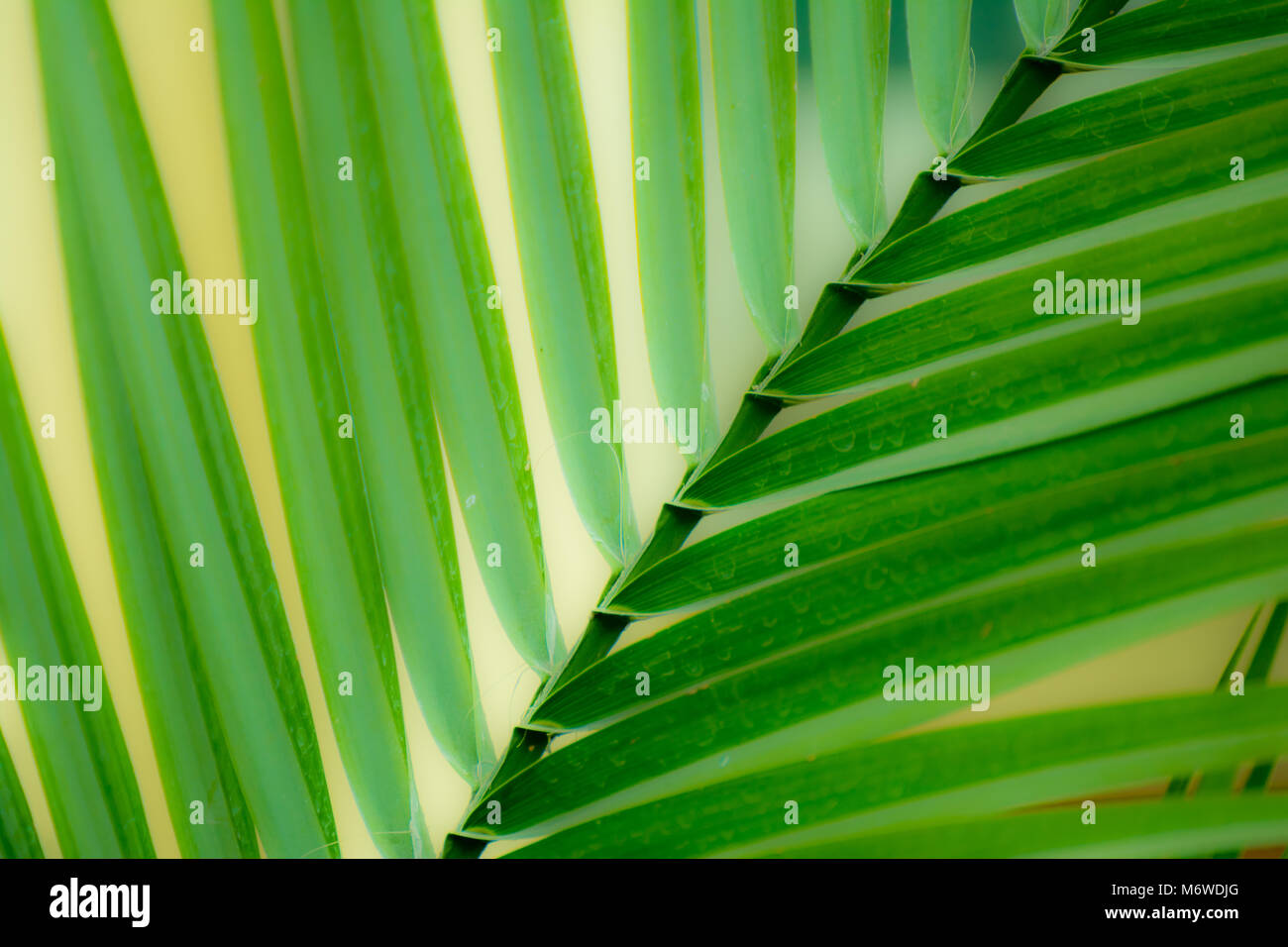 Palm frond hanging hi-res stock photography and images - Alamy