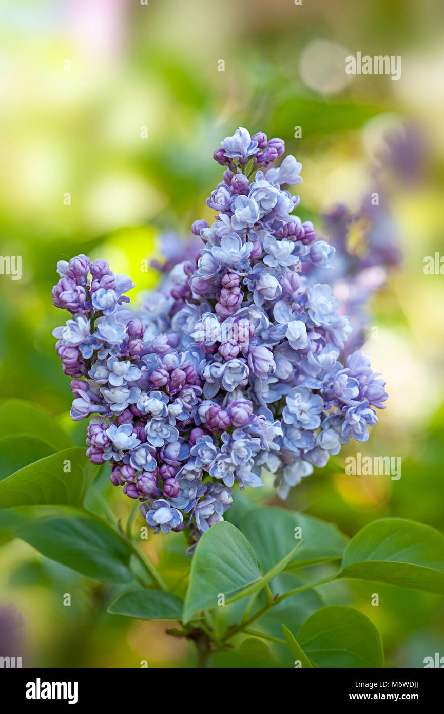 Syringa vulgaris garden hi-res stock photography and images - Alamy