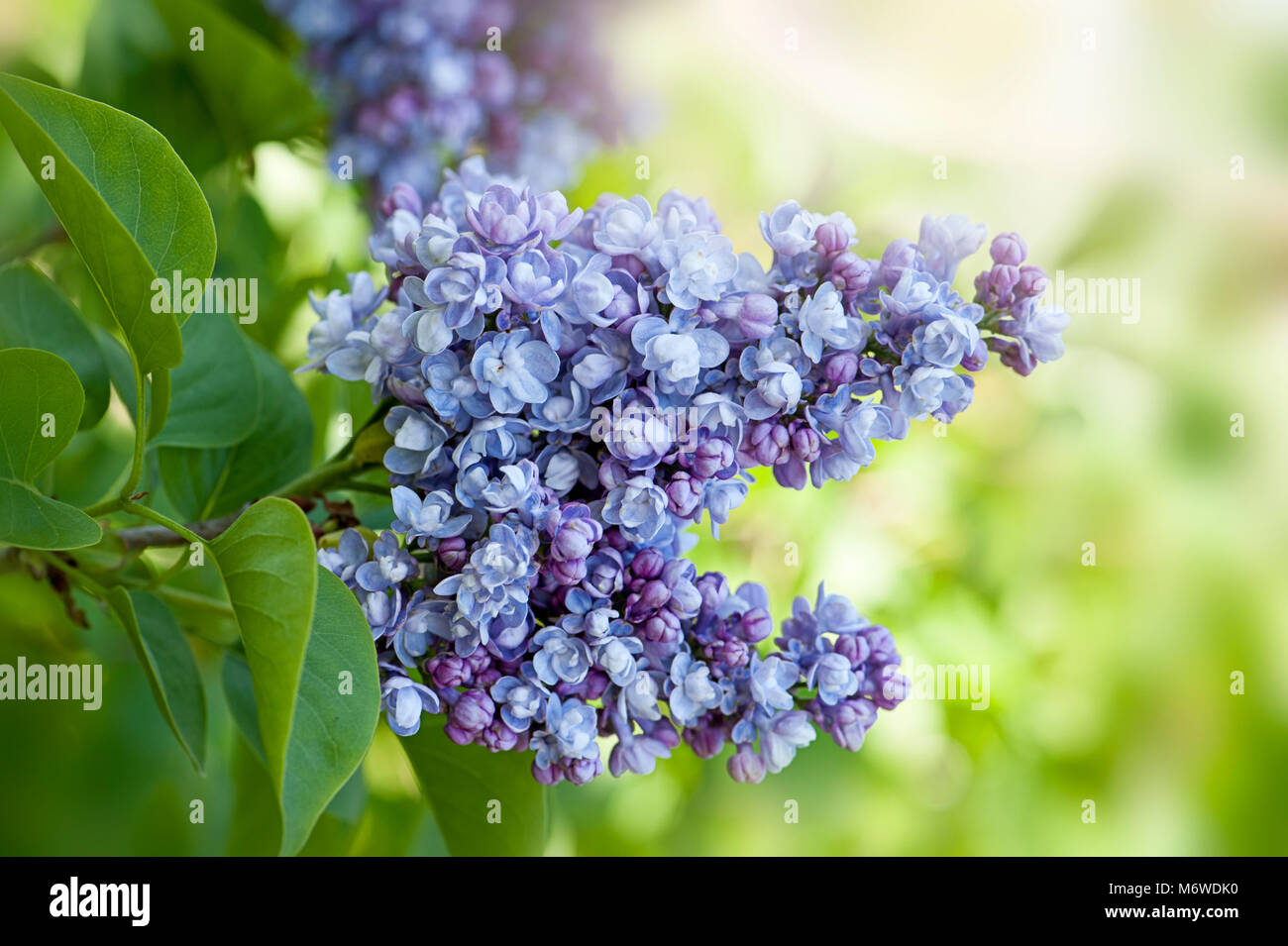 Syringa vulgaris garden hi-res stock photography and images - Alamy