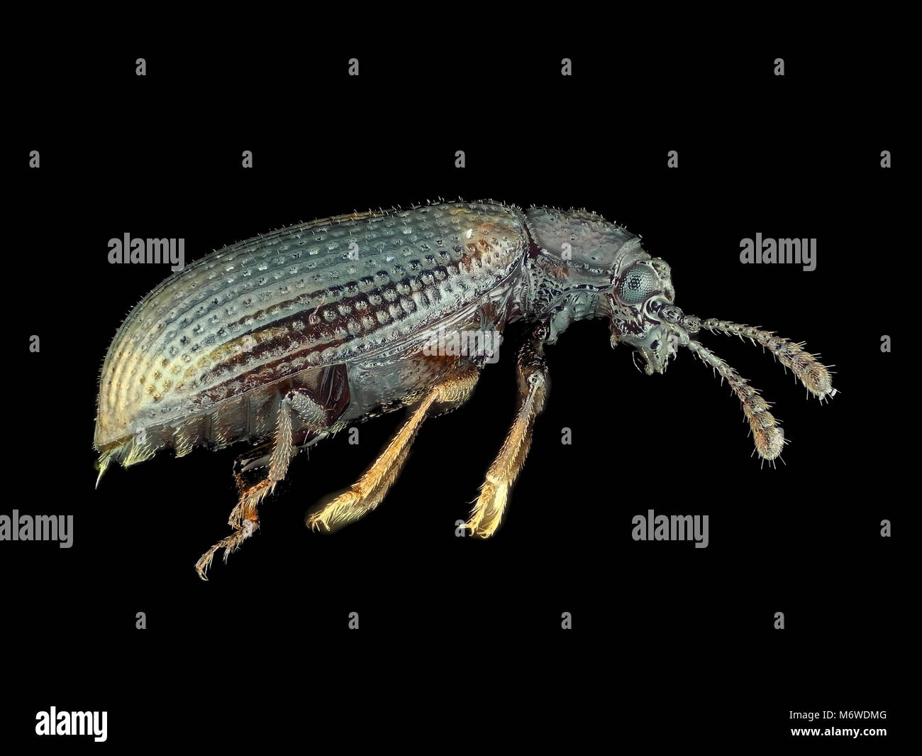 Derodontus trisignatus, very small (about 2mm in length) fungus beetle ...