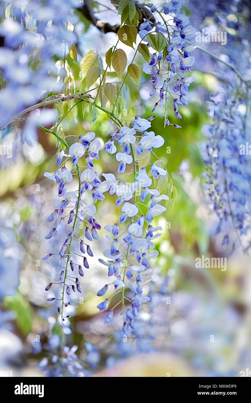 Blue wisteria hi-res stock photography and images - Alamy