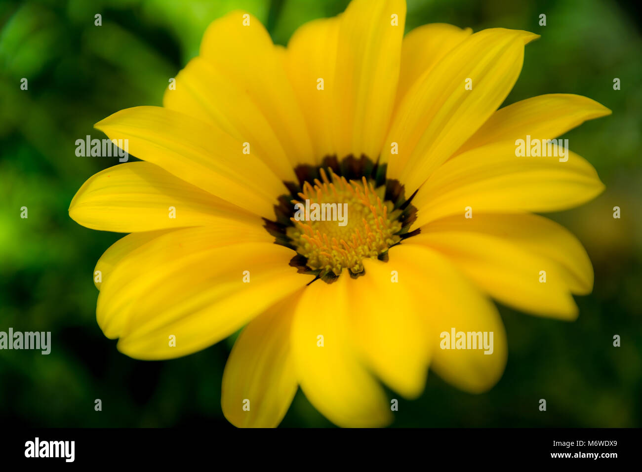Vintage Yellow Flower Stock Photo - Alamy