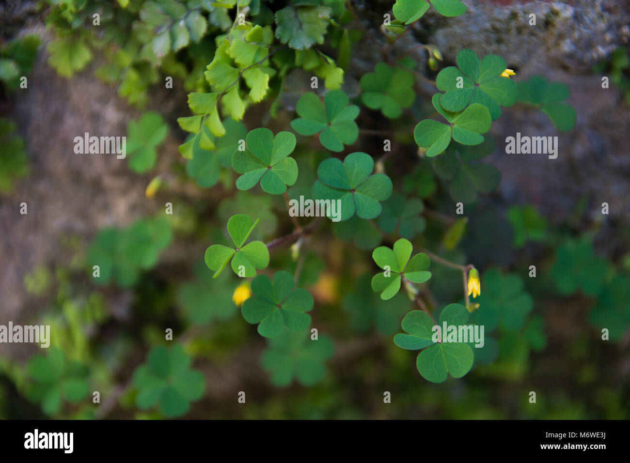 Beautiful Field Grass with Flowers Stock Photo - Alamy