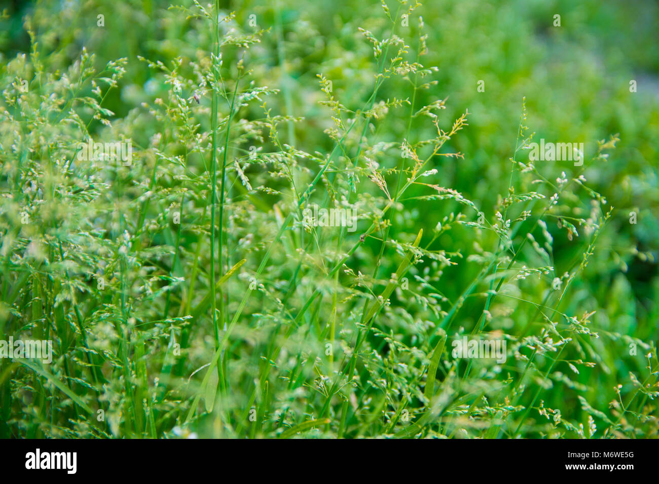 Beautiful Field Grass with Flowers Stock Photo - Alamy