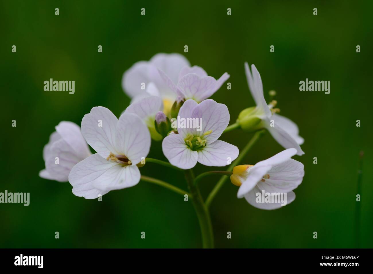 Day cuckoo flower hi-res stock photography and images - Alamy
