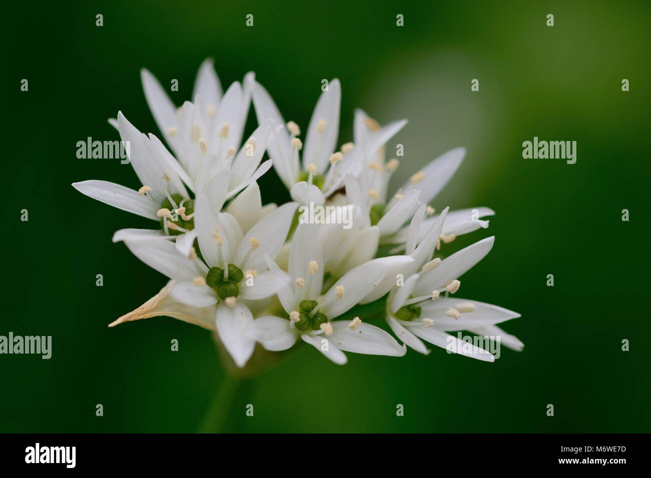 Beautiful blooming white flowers ramson hi-res stock photography and ...