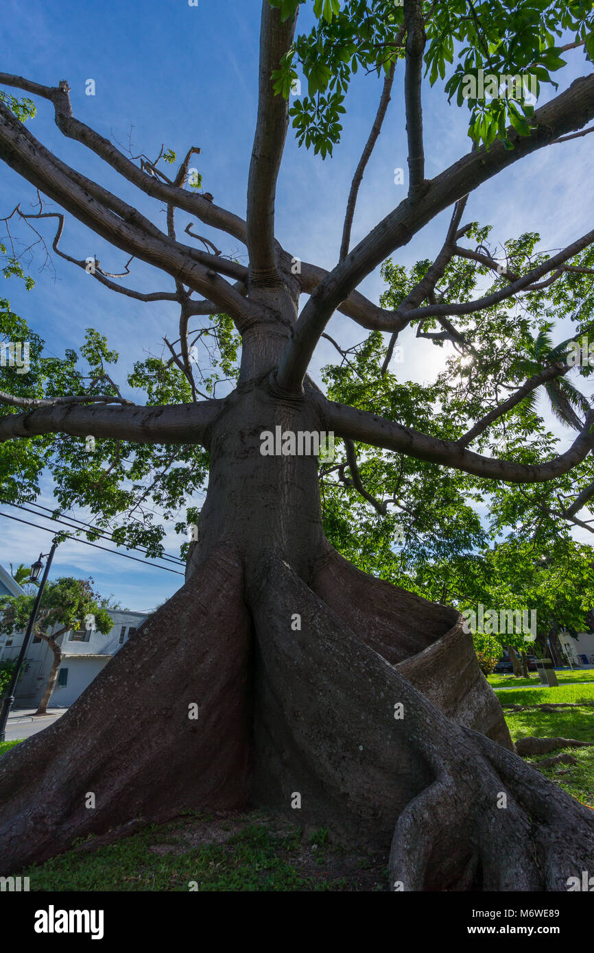 The kapok tree florida hi-res stock photography and images - Alamy