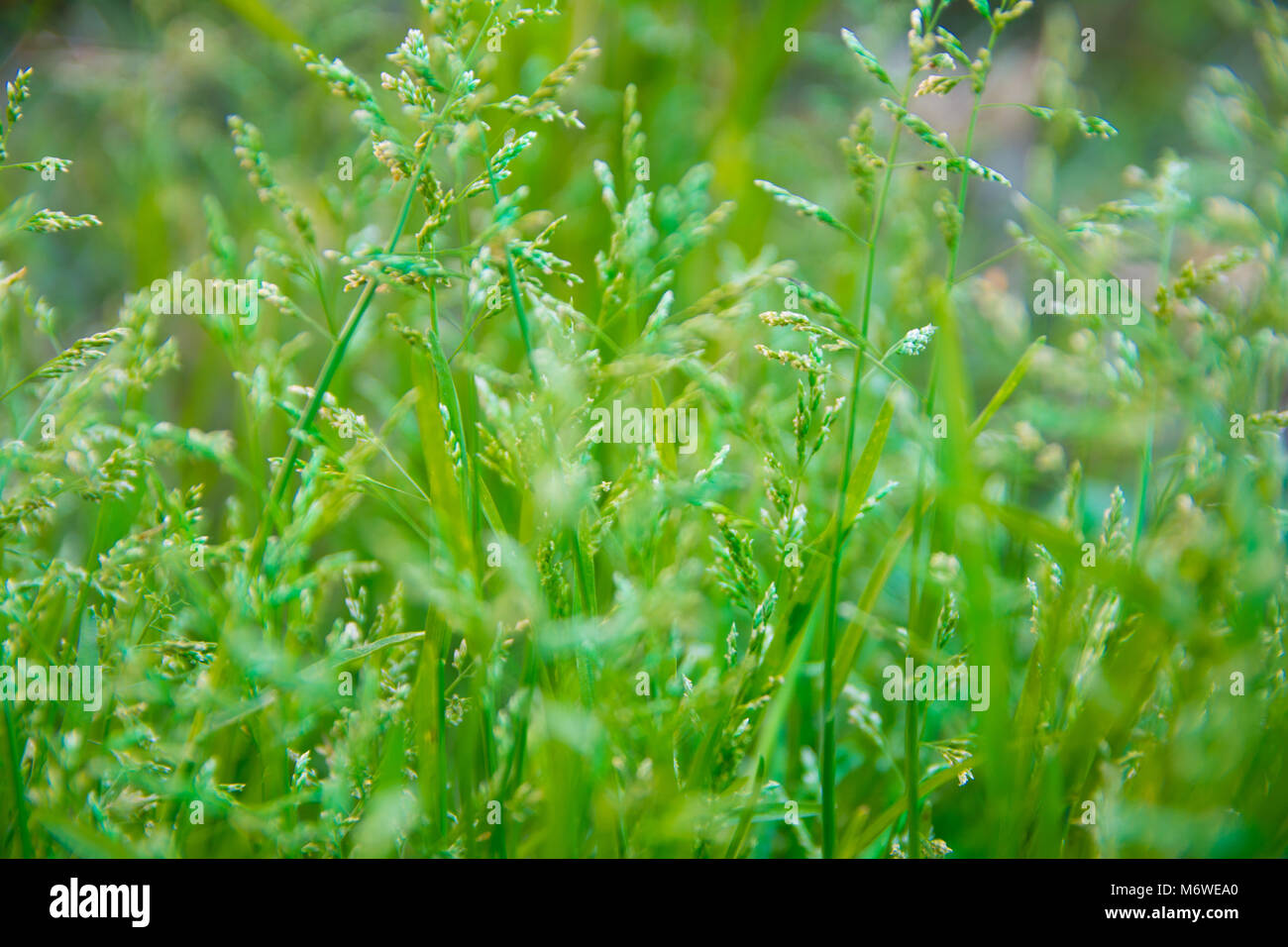 Beautiful Field Grass with Flowers Stock Photo - Alamy