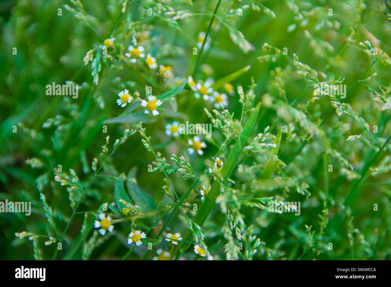 Beautiful Field Grass with Flowers Stock Photo - Alamy