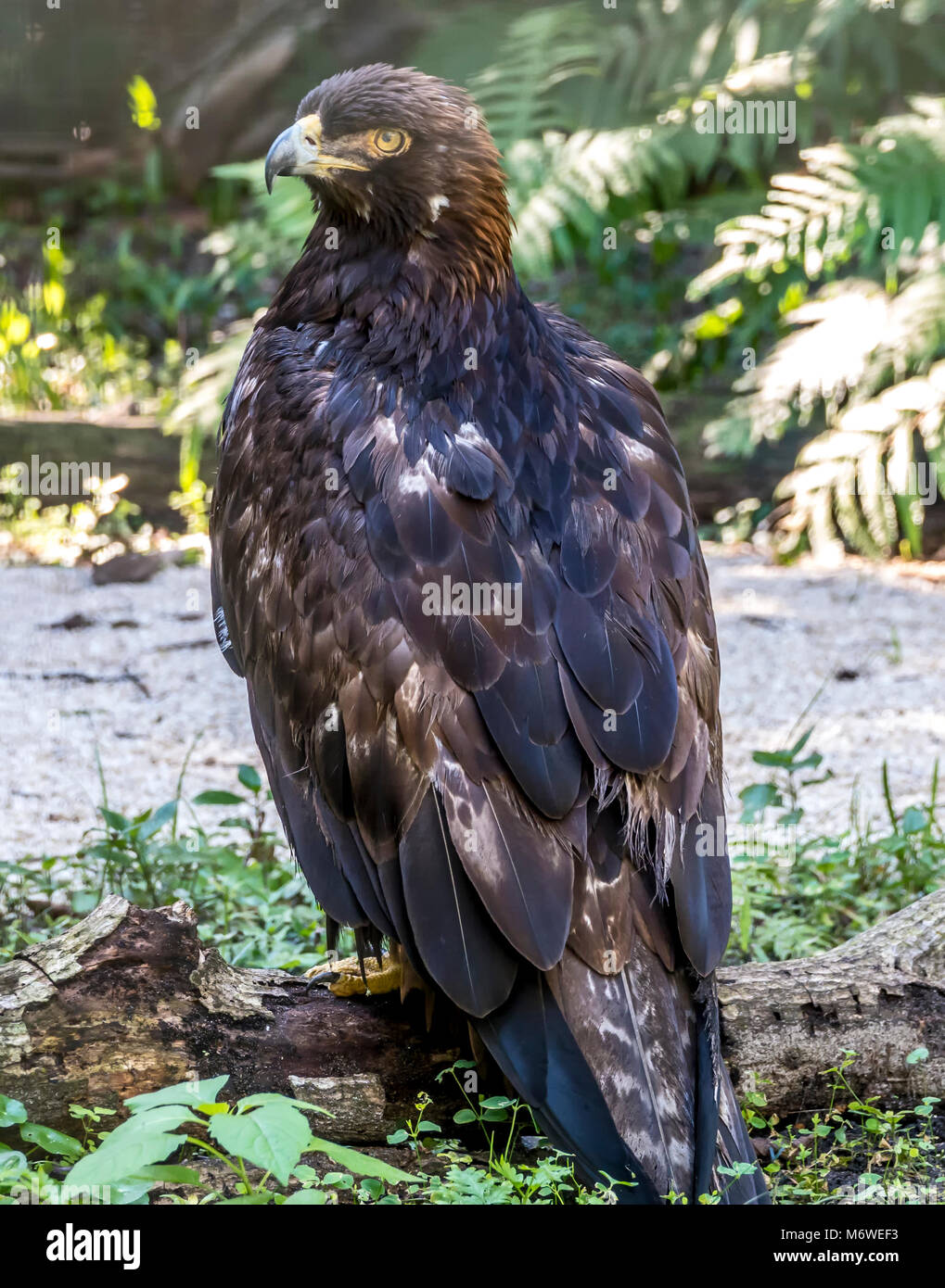 golden eagle ,Aquila chrysaetos is one of the best-known birds of prey ...