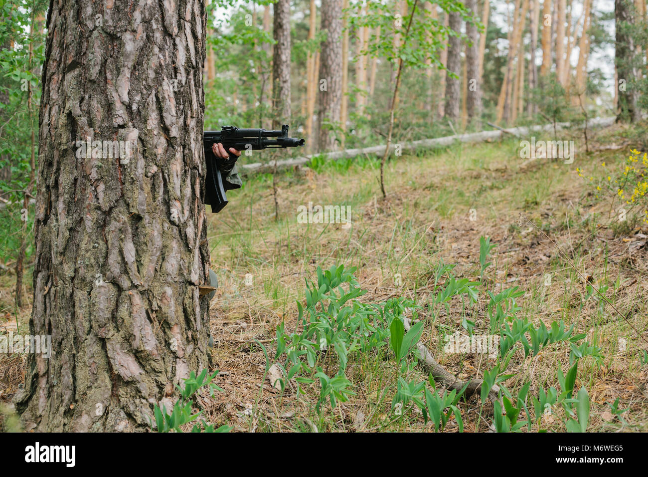 Armed man in a zone of armed conflict. An armed man hides behind a tree ...