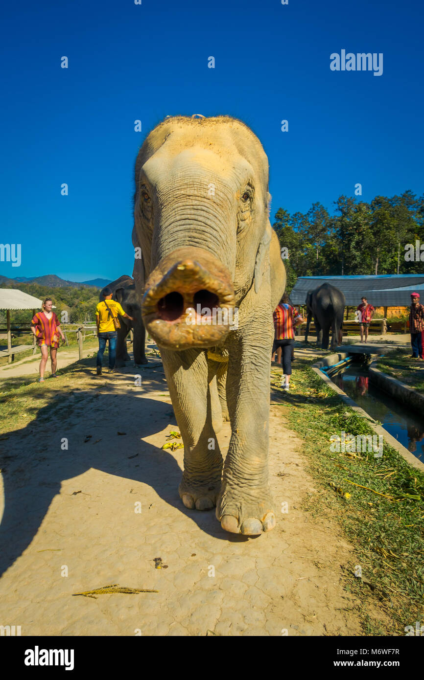 CHIANG RAI, THAILAND - FEBRUARY 01, 2018: Close up of elephant trunk ...