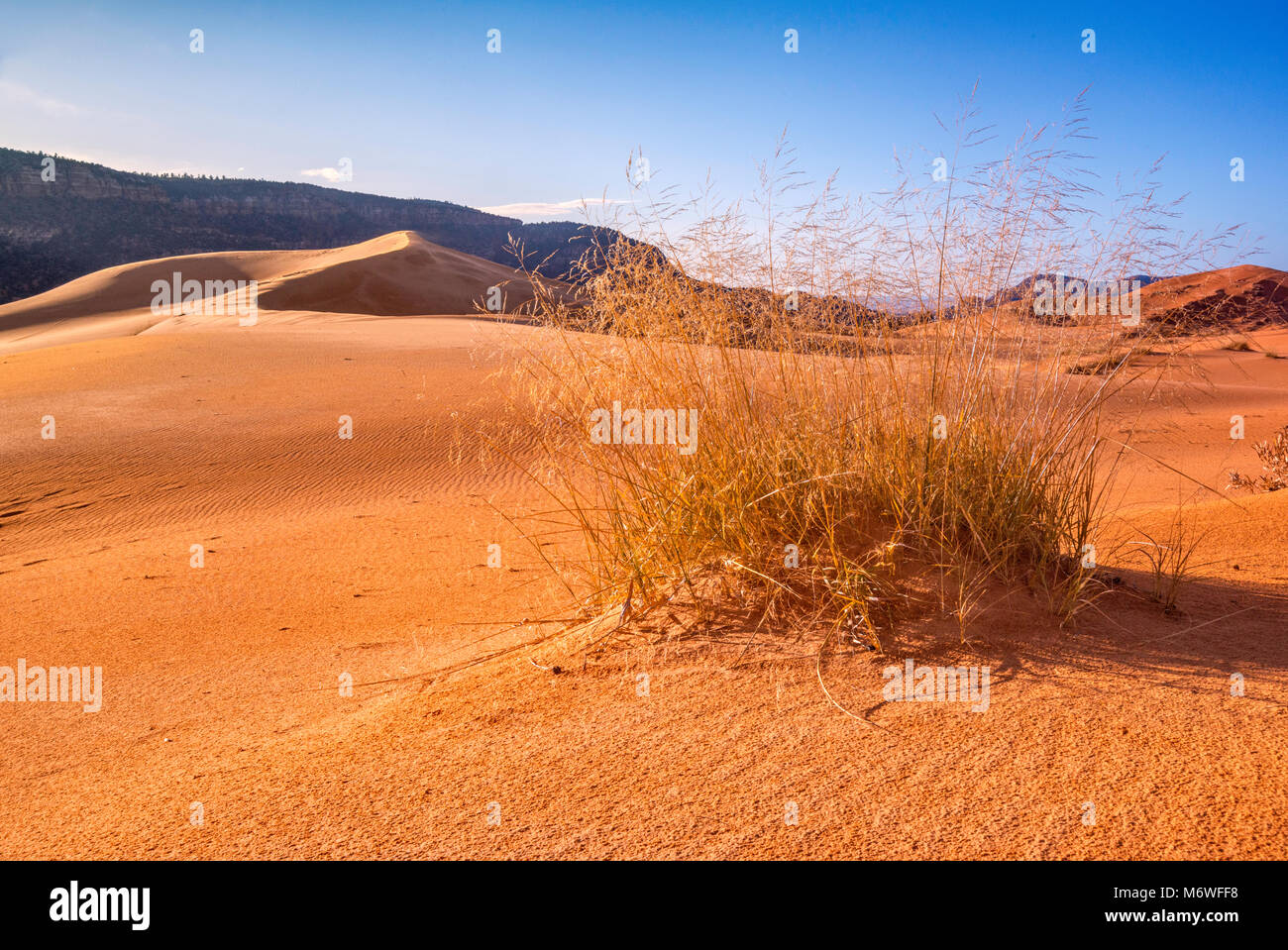 Hummock, clump of giant sandreed (Calamovilfa gigantea) grass at dunes ...