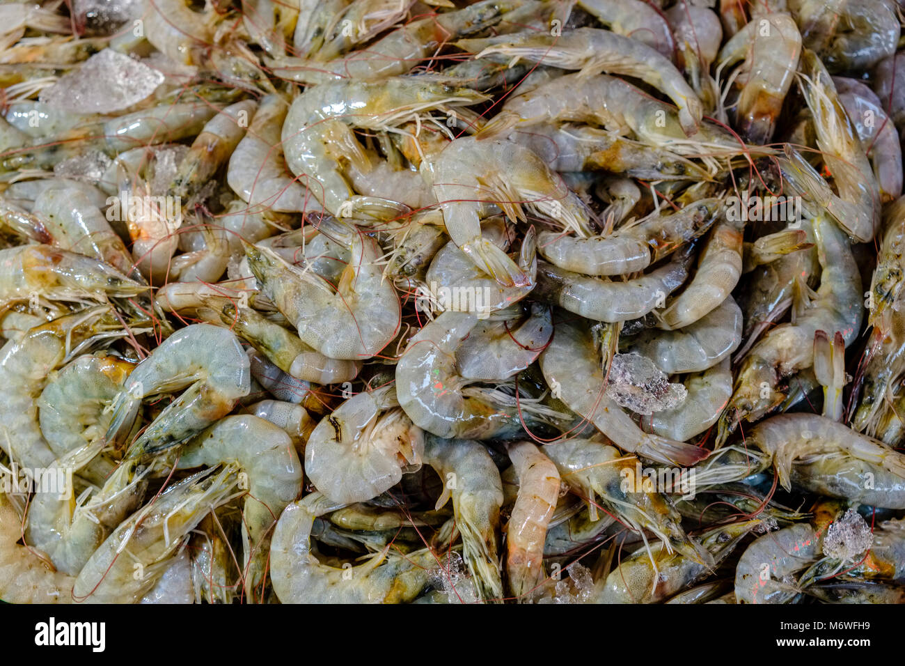 White shrimps, prawns (Litopenaeus setiferus) are displayed for sale in ...