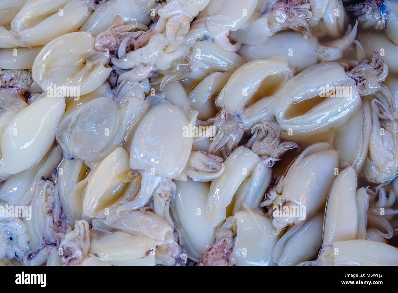 Octopodidae hi-res stock photography and images - Alamy