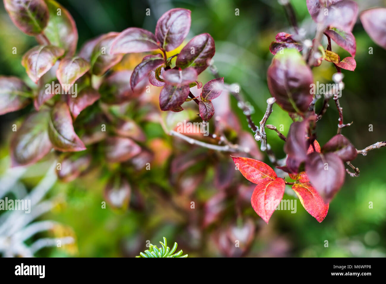Tree branch dark burgundy hi-res stock photography and images - Alamy