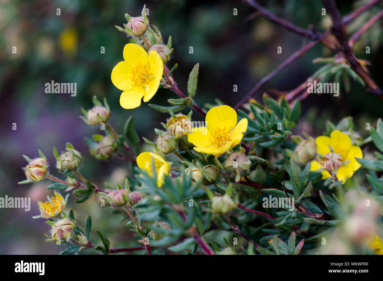 Buttercup flower bud hi-res stock photography and images - Alamy