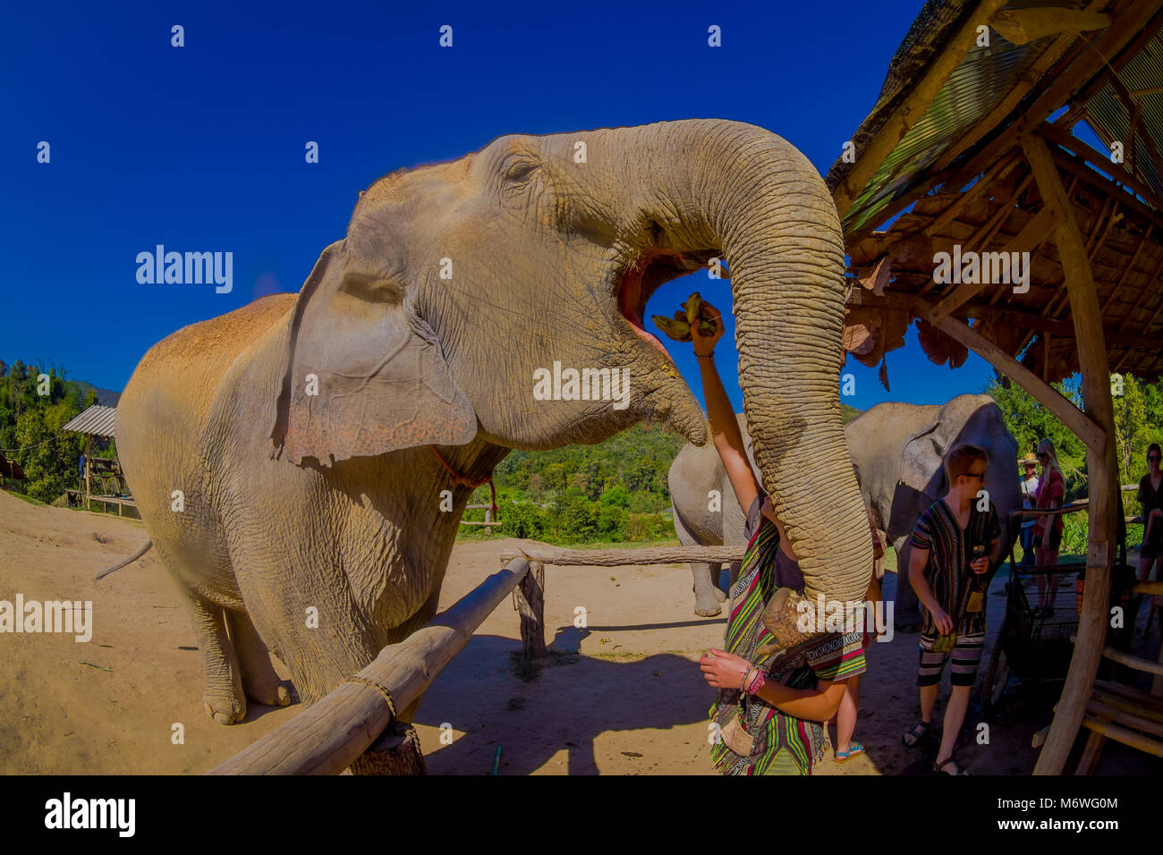 Baby elephant with banana hi-res stock photography and images - Alamy