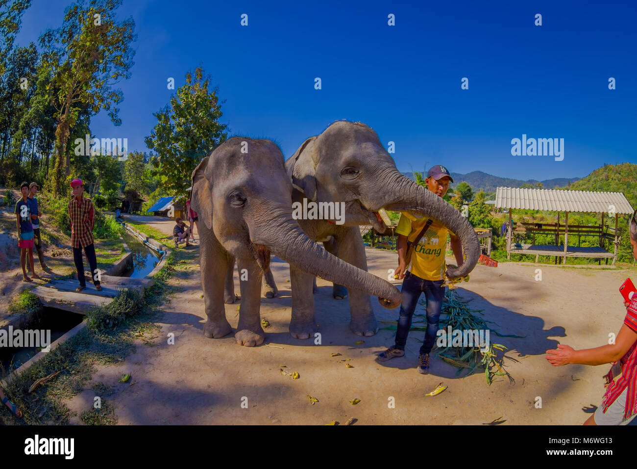 CHIANG RAI, THAILAND - FEBRUARY 01, 2018: Close up of tow huge ...