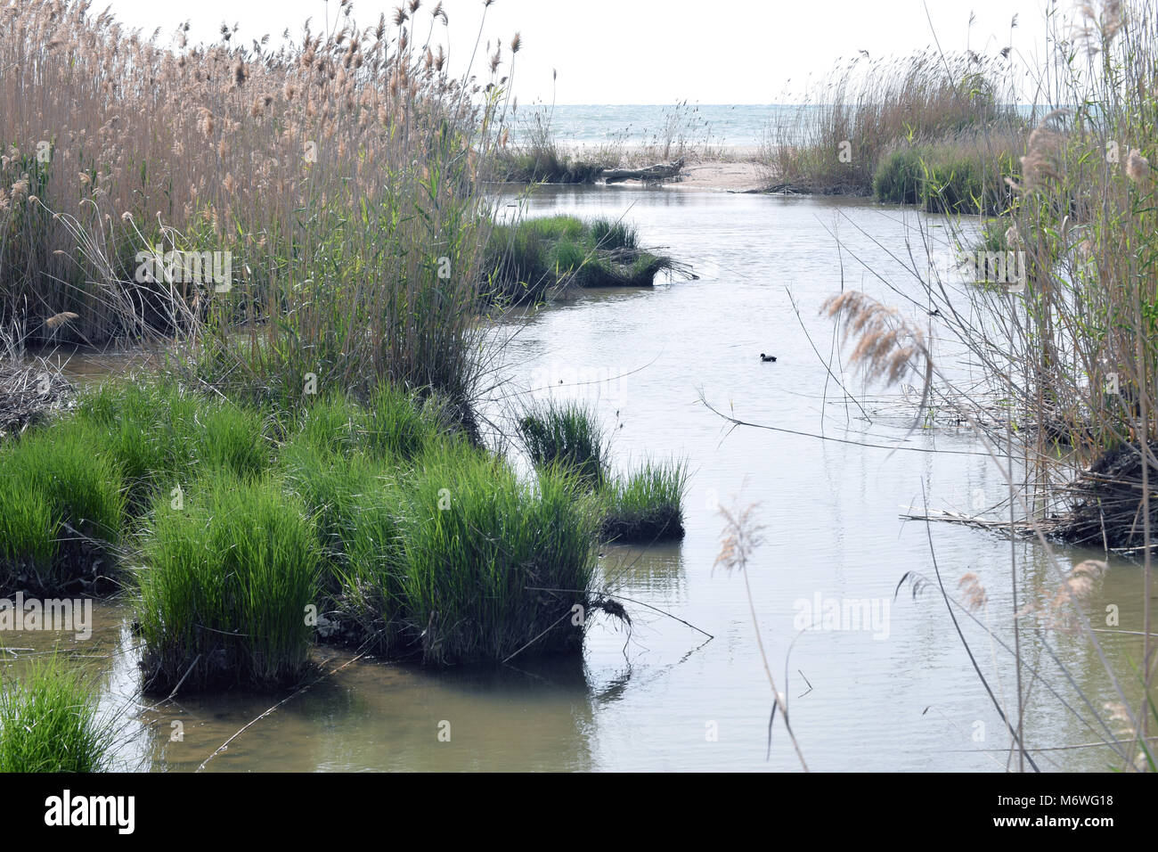 Marshes River Llobregat province of Barcelona Stock Photo - Alamy