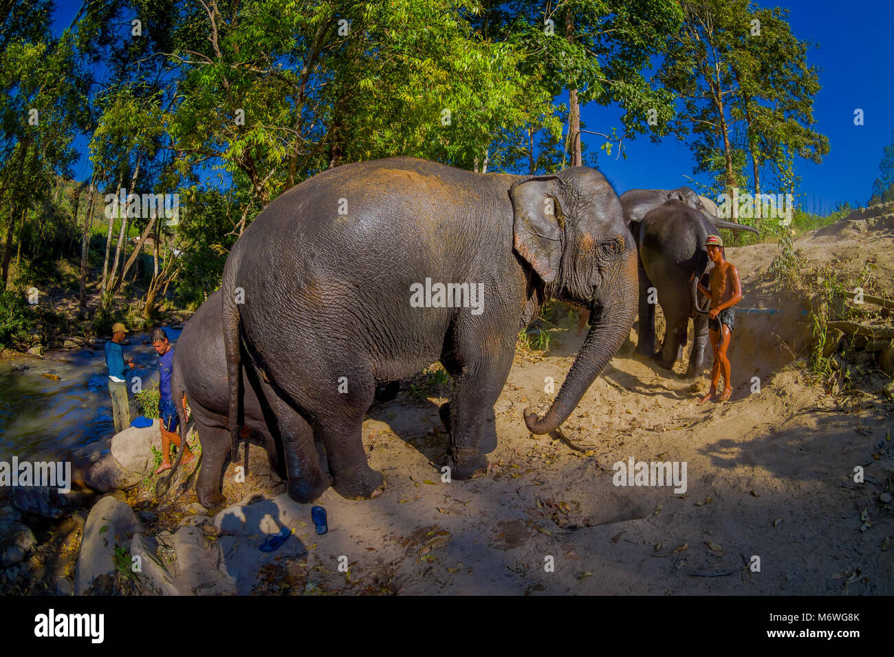 CHIANG RAI, THAILAND - FEBRUARY 01, 2018: The Young Elephant walk near ...