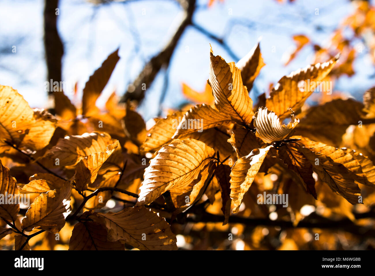 Glowing Fall Leaves in Spring Stock Photo - Alamy